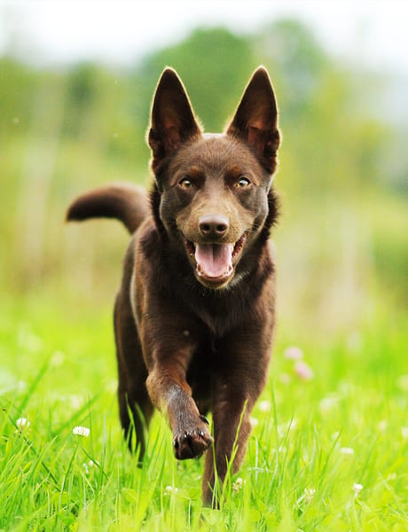 Owczarek Australijski Kelpie Opis Rasy Owczarek Australijski Kelpie Opis Rasy