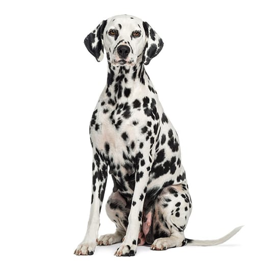 Dalmata: carattere, prezzo e altre informazioni