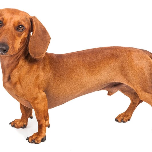 Teckel: todo lo que debes saber sobre esta raza