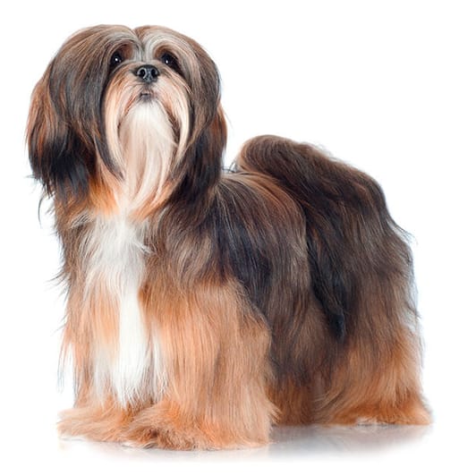 Lhasa Apso: Daily Exercise, Health Problems, Grooming