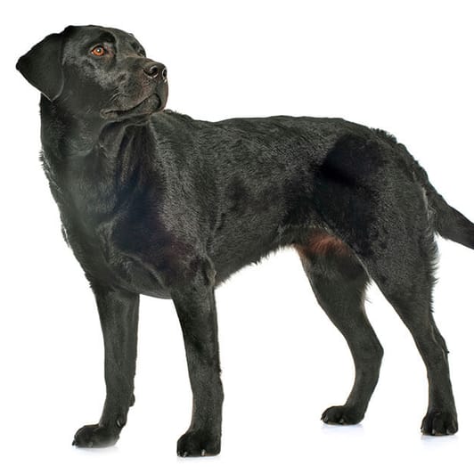 Labrador: Lifespan, Temperament, Training