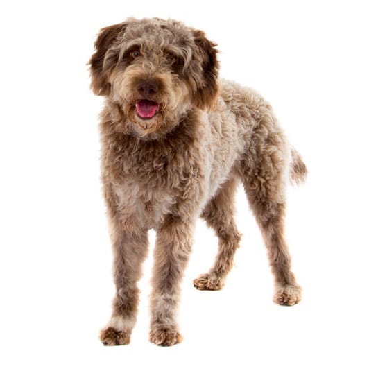 Chien d'eau romagnol : prix, caractère, alimentation, santé