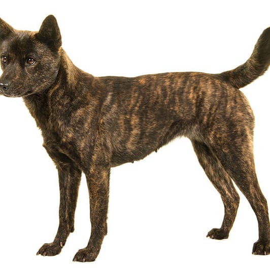 Kai Ken breed information: Temperament, price, puppies