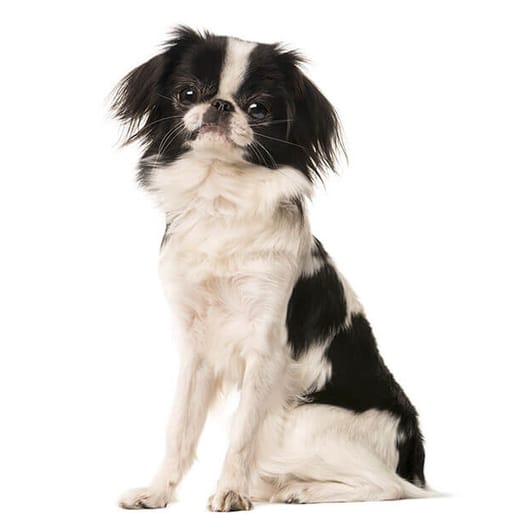 Spaniel japonés: precio, características y comportamiento de esta raza ...