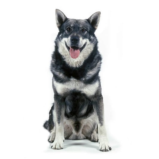 Jämthund of Zweedse elandhond: temperament, karakter, prijs