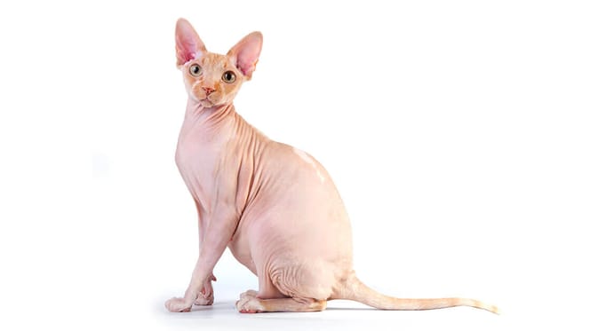 Sphynx cat breed information: Lifespan, personality, price, origins