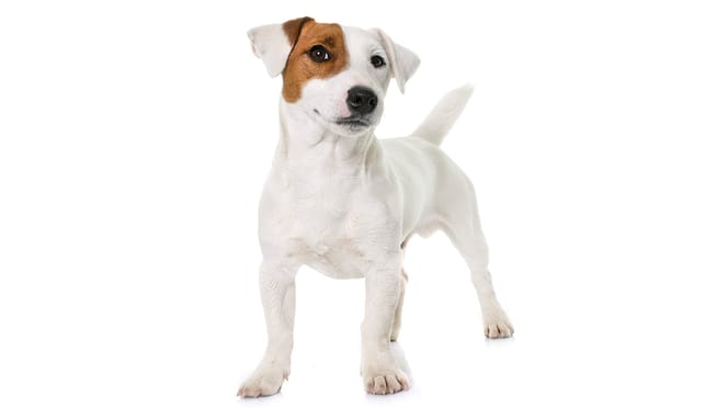 Jack Russell terrier - cena, charakter i opis rasy