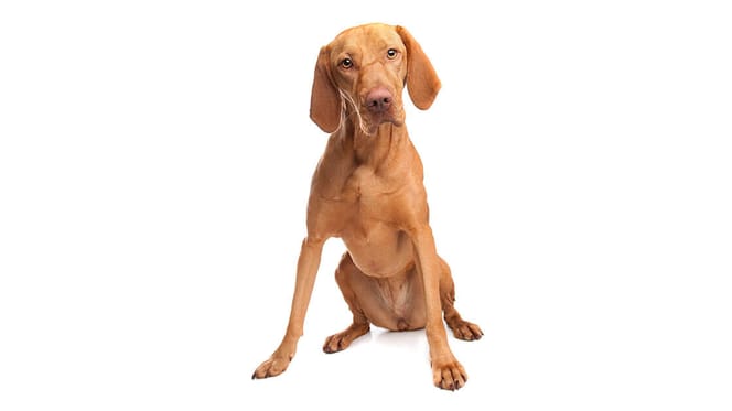 Vizsla dog breed: Life expectancy, temperament, puppy, weight, height