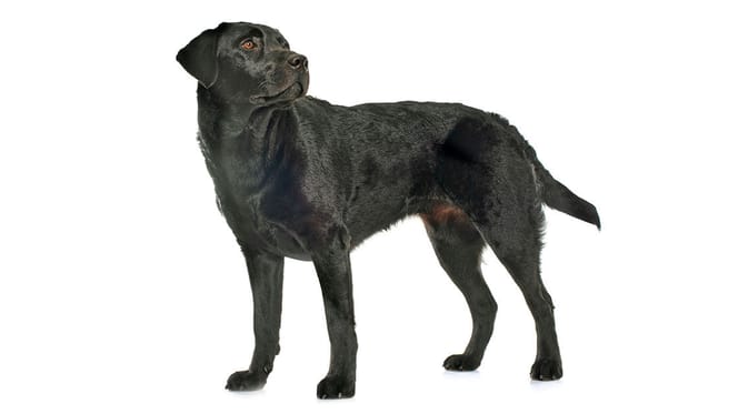 Labrador retriever - charakter, długość życia, cena