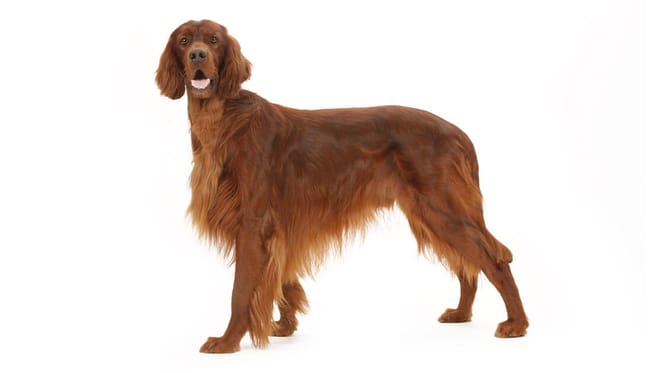 Irish Setter: Temperament, Charakter, Wesen, Erziehung