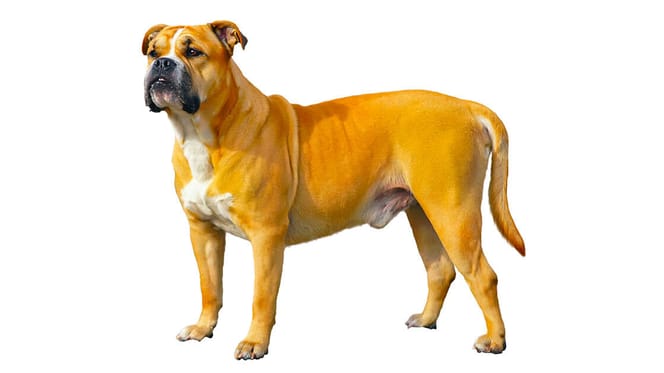 Ca de Bou: Characteristics, Health, Temperament