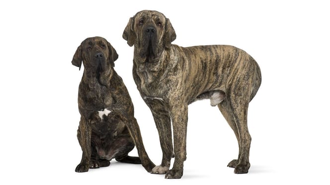 Fila Brasileiro: temperament, karakter, opvoeding, prijs