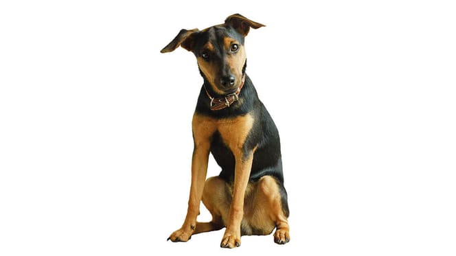 Terrier alemán: precio, características y comportamiento de esta raza ...