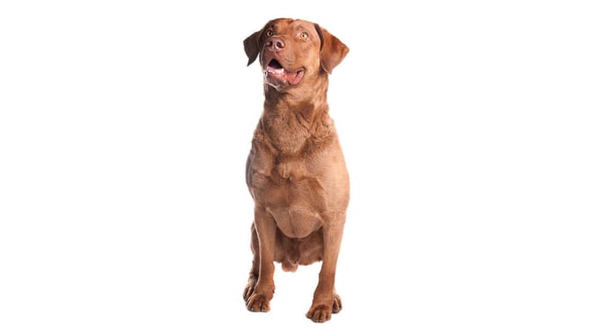 Chesapeake Bay Retriever: Breed Standard, Obedience Training, Daily ...