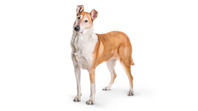 The Collie smooth dog: Information, facts and price