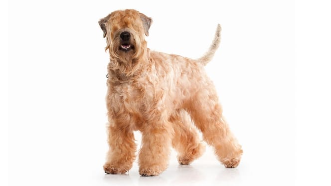 Irish Soft Coated Wheaten Terrier: Größe, Preis & Charakter