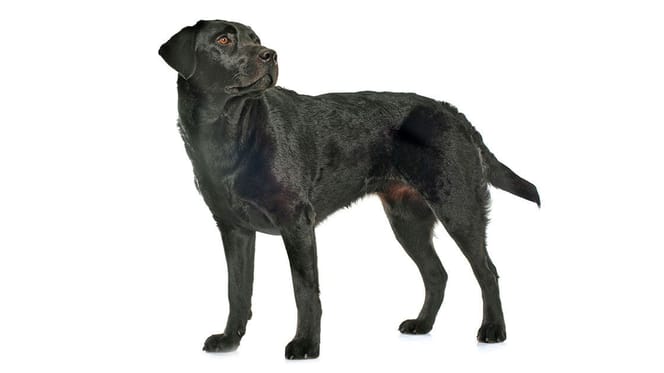 Labrador Retriever: prezzo, colori e tanto altro | Wamiz