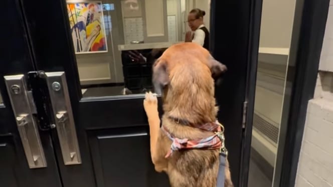 The touching reason this dog stops at the same building every day