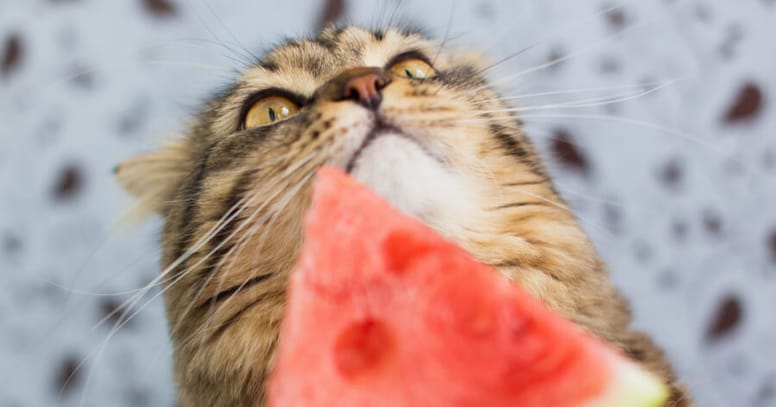 Alimentos naturales para gatos: la dieta felina más saludable