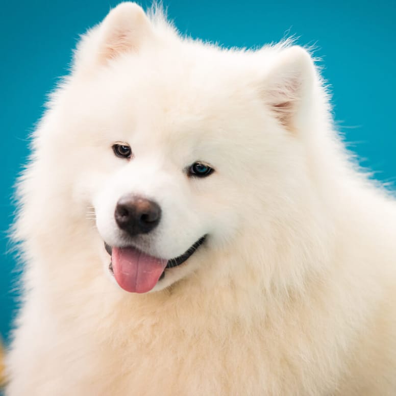 Razas de perros blancos pequeños, medianos y grandes