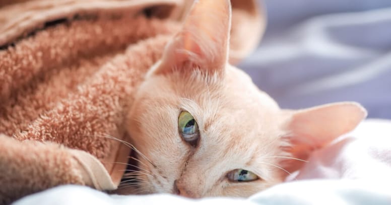 Enfermedades en la piel en gatos: síntomas y tratamiento
