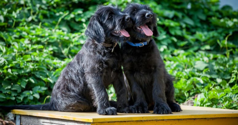 Perros negros azabache: 5 razas que enamoran