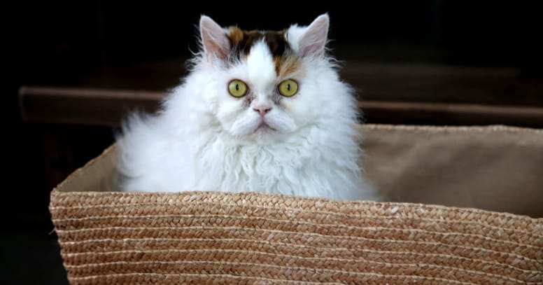 Descubre el TOP 9 de las razas de gato con la cara chata