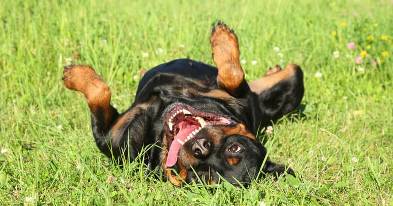 Razas de perros peligrosos