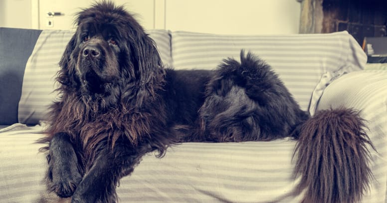 Perros negros azabache: 5 razas que enamoran