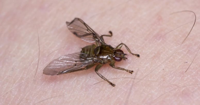 Mosca de venado: el nuevo PELIGRO para tu perro este verano