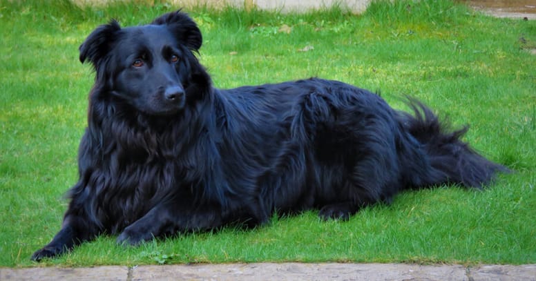 Rumänische Hunderassen: Eine Liste der vier Hirtenhunde