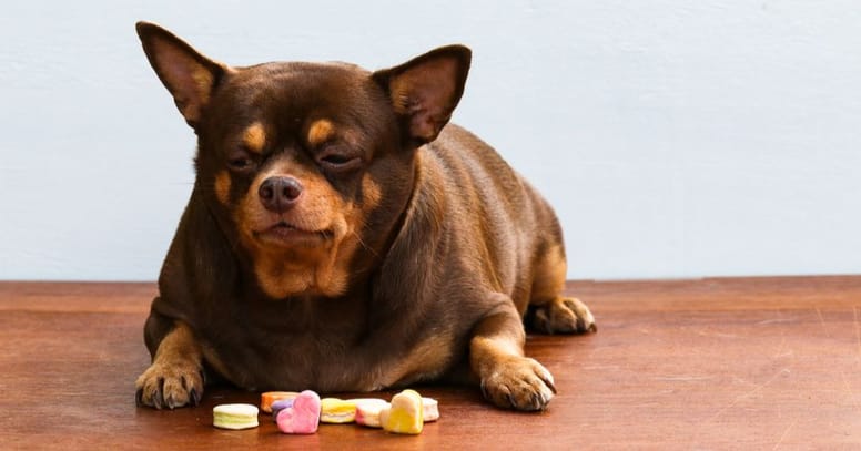 Übergewicht: Wenn ein dicker Hund abnehmen muss