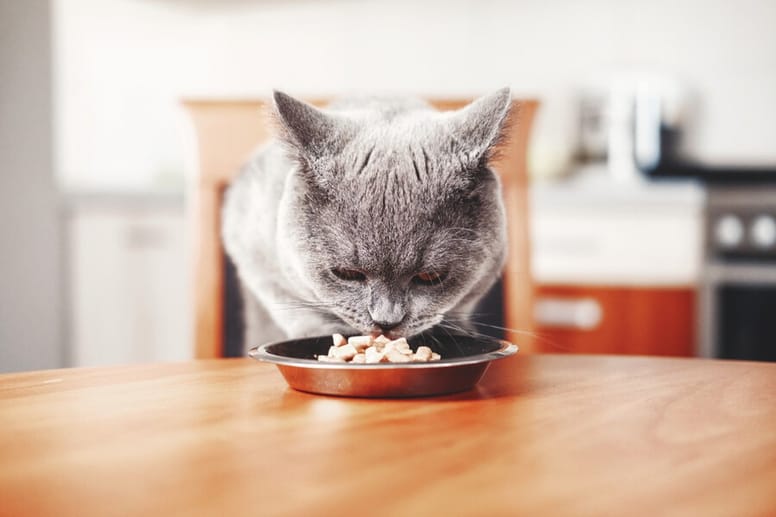Katze frisst nicht: Warum hat sie keinen Appetit?