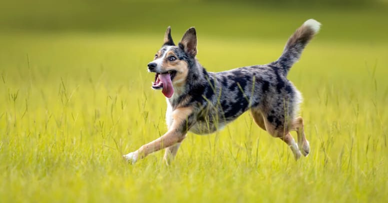 Australische Hunderasse: So ticken die australischen Hunde