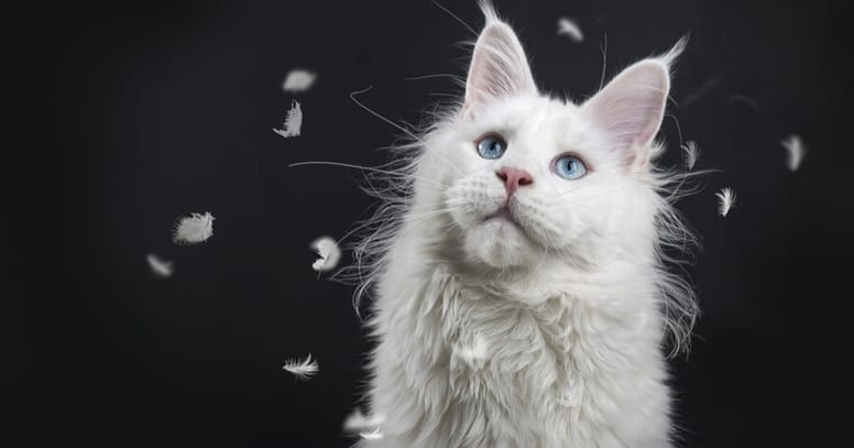 Weiße Katze: Die schönsten Rassen und alles zu Taubheit