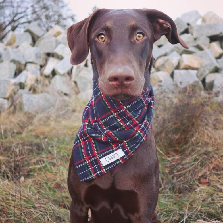 Vizslador: Eigenschaften und Preis des Labrador-Vizsla-Mix