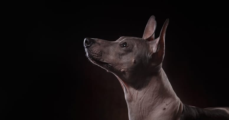 Leyenda e historia del xoloitzcuintle