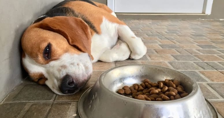 ¿Para qué sirve el Rimadyl en perros?