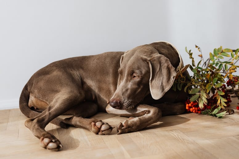 ¿Cuáles son las características y la personalidad del perro weimaraner?