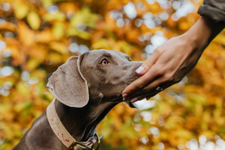 ¿Cuáles son las características y la personalidad del perro weimaraner?