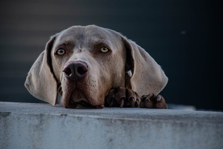 ¿Cuáles son las características y la personalidad del perro weimaraner?
