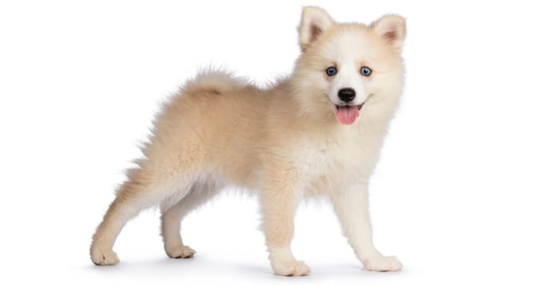 Pomsky: características, precio y fotos de la raza Pomerania y Husky