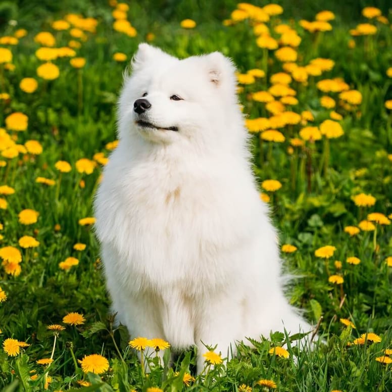 Razas de perros blancos: estas son las más espléndidas del mundo