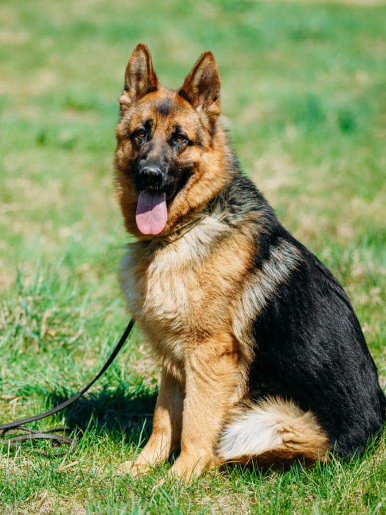 Cani da famiglia: 6 razze adatte alle vostre esigenze