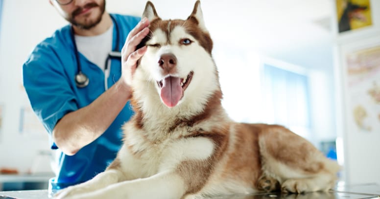 Rabbia nel cane: sintomi e cura