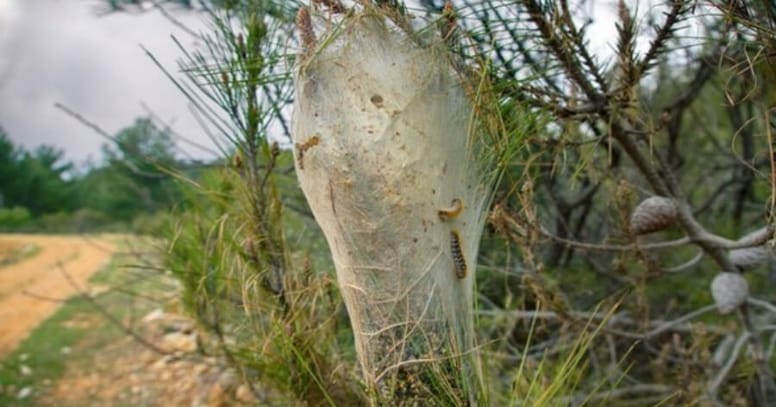 Processionaria e cani: effetti e cure