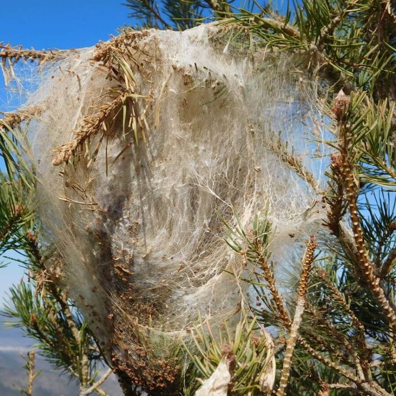 Processionaria: cos'è e perché è pericolosa