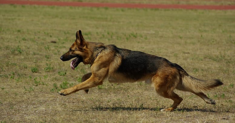 Cani da pastore: razze e caratteristiche