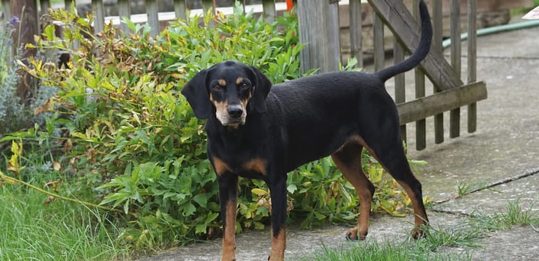 Cane segugio: caratteristiche delle razze più note