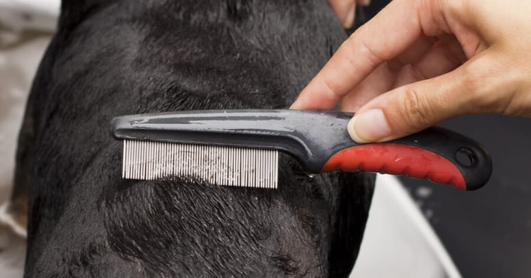 Vlooien bij de hond: wat zijn de verschillende symptomen van hondenvlooien?